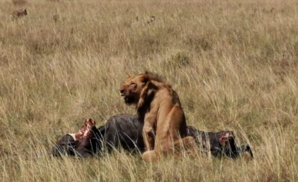 3 Days Masai Mara – Fig Tree Camp – Monika Tours and Safaris